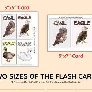 16 Flying Animals Flash Cards, Animals, Bird Flashcards for Kids ...