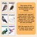 16 Flying Animals Flash Cards, Animals, Bird Flashcards for Kids ...