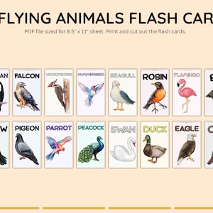 16 Flying Animals Flash Cards, Animals, Bird Flashcards for Kids ...