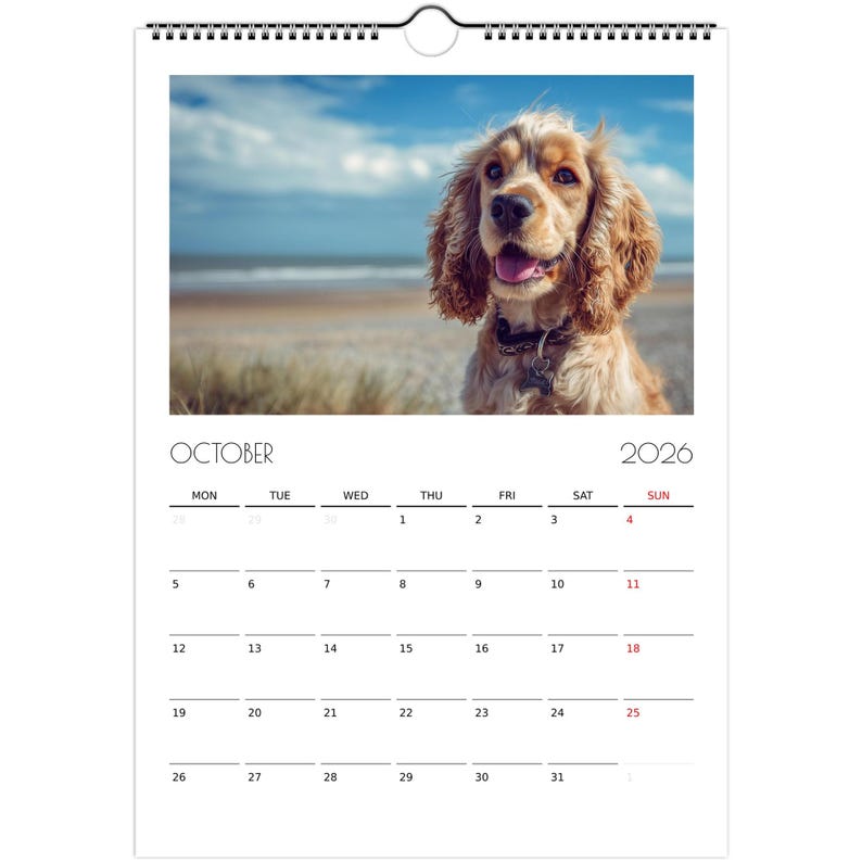 Cocker Spaniel at the Beach 2026 A4 Dog Calendar UK, Cocker Spaniel ...