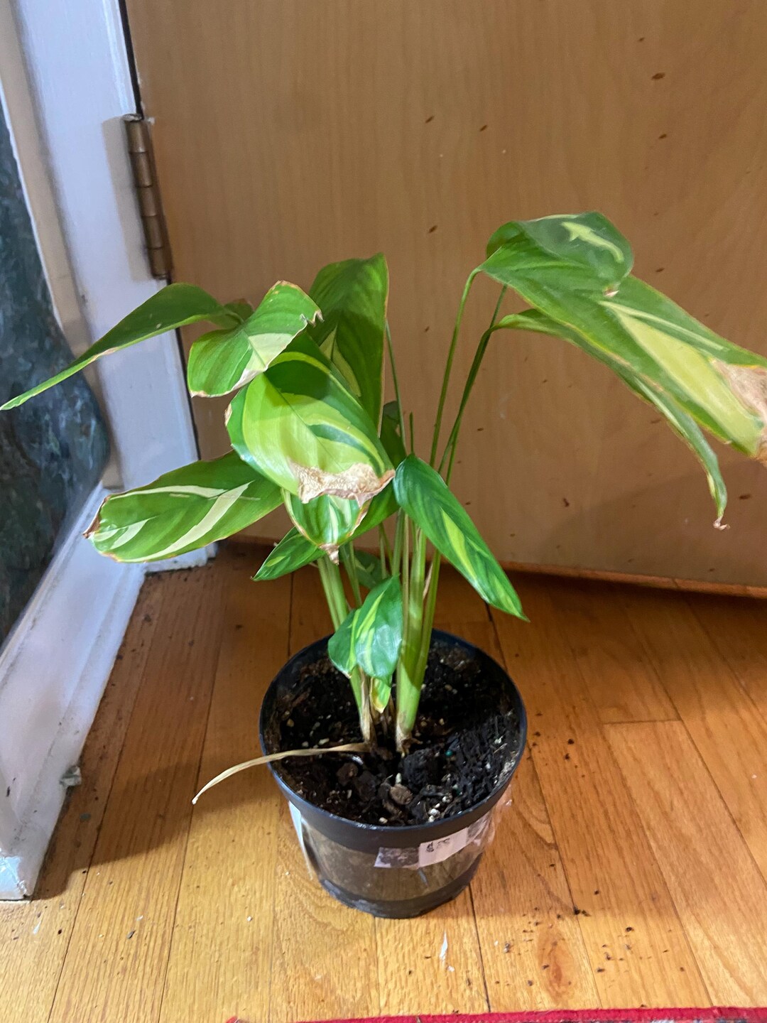 Calathea Pilosa Tall Unique, Rare Houseplant - Etsy