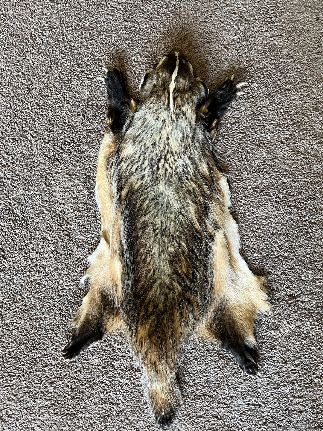 Taxidermy Head Mounted Badger in Summer Coat for Finishing and Rug Work ...