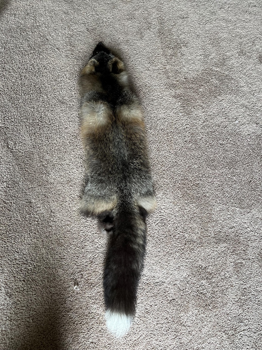 Genuine Tanned Silver Cross Fox Pelt Real Animal Hide - Etsy