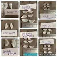 Cod Otolith Drops - Etsy
