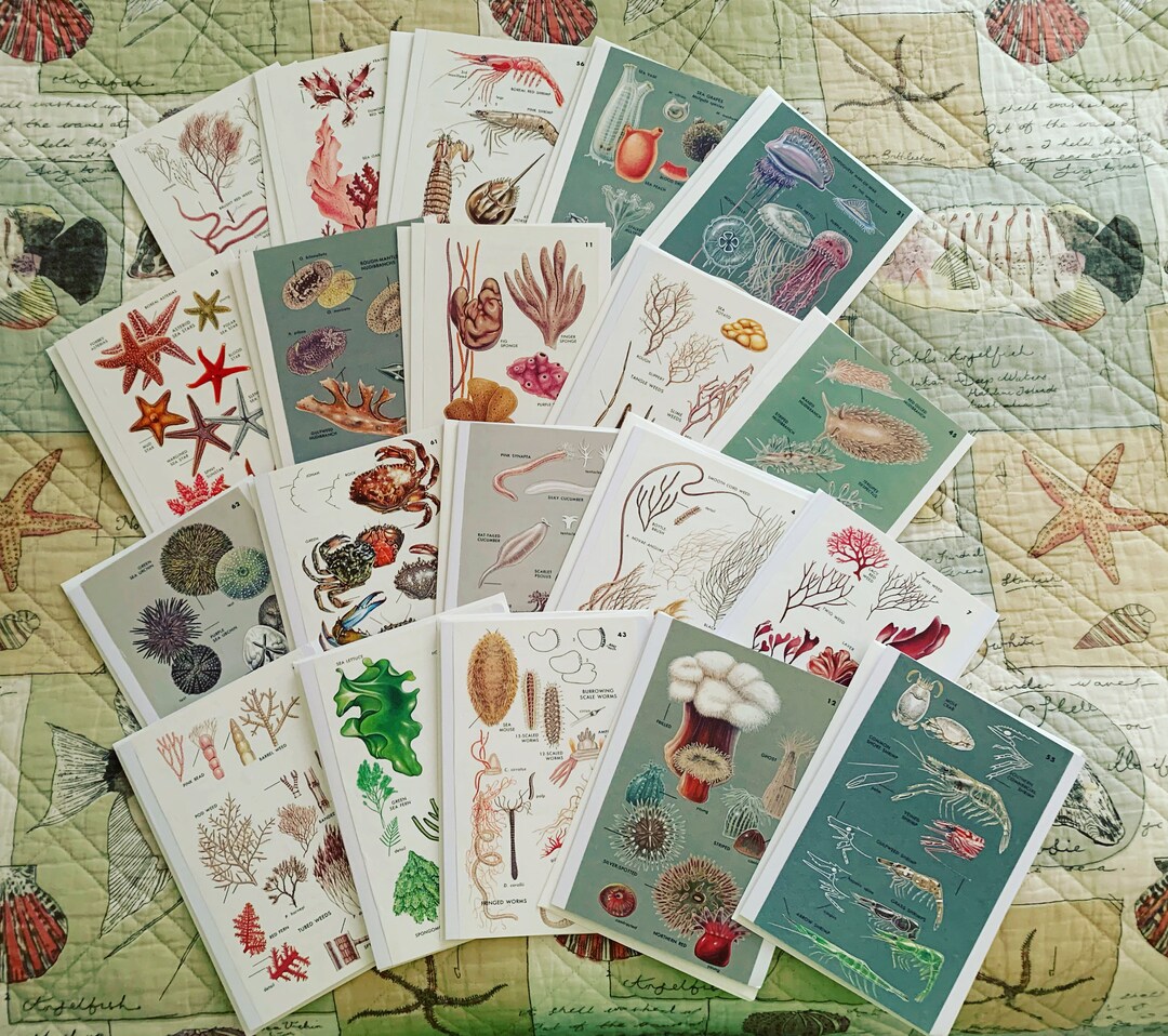 Marine Invertebrate Seaweed Sea Life Marine Biology Field Guide 5x7 ...