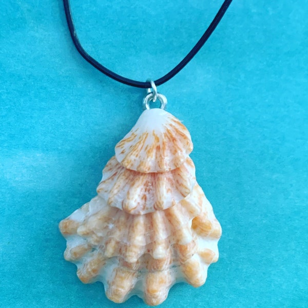 Cats Paw Shell - Etsy