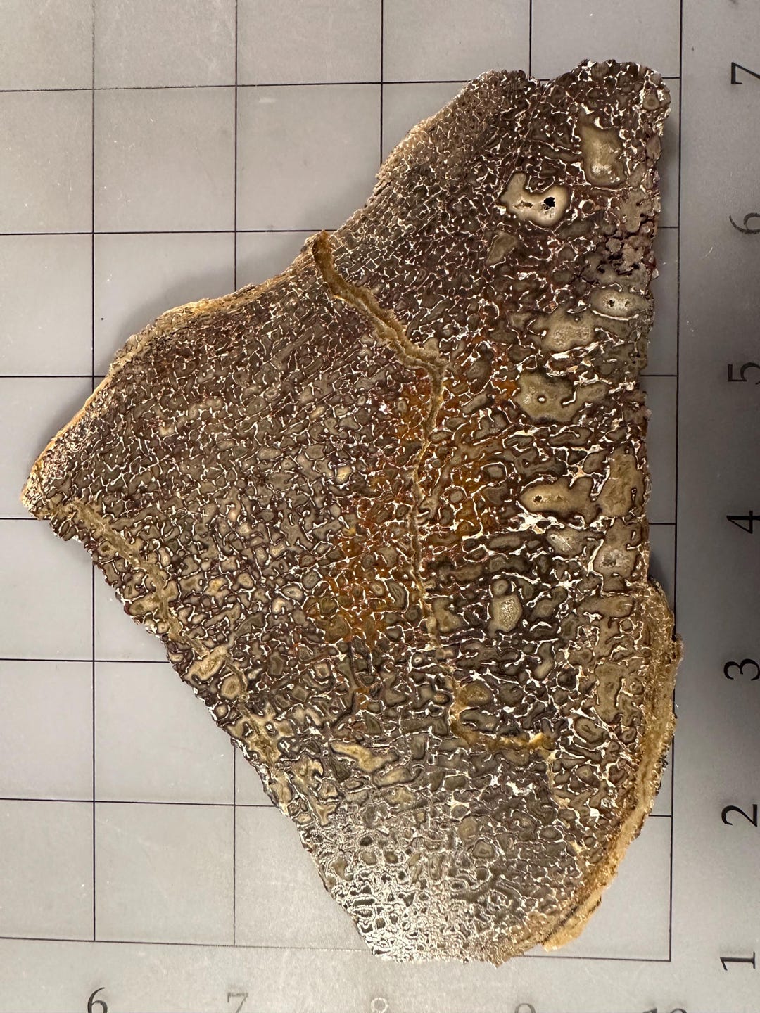 Dinosaur Bone Slab Gembone Slab Dino Bone Polished Museum - Etsy