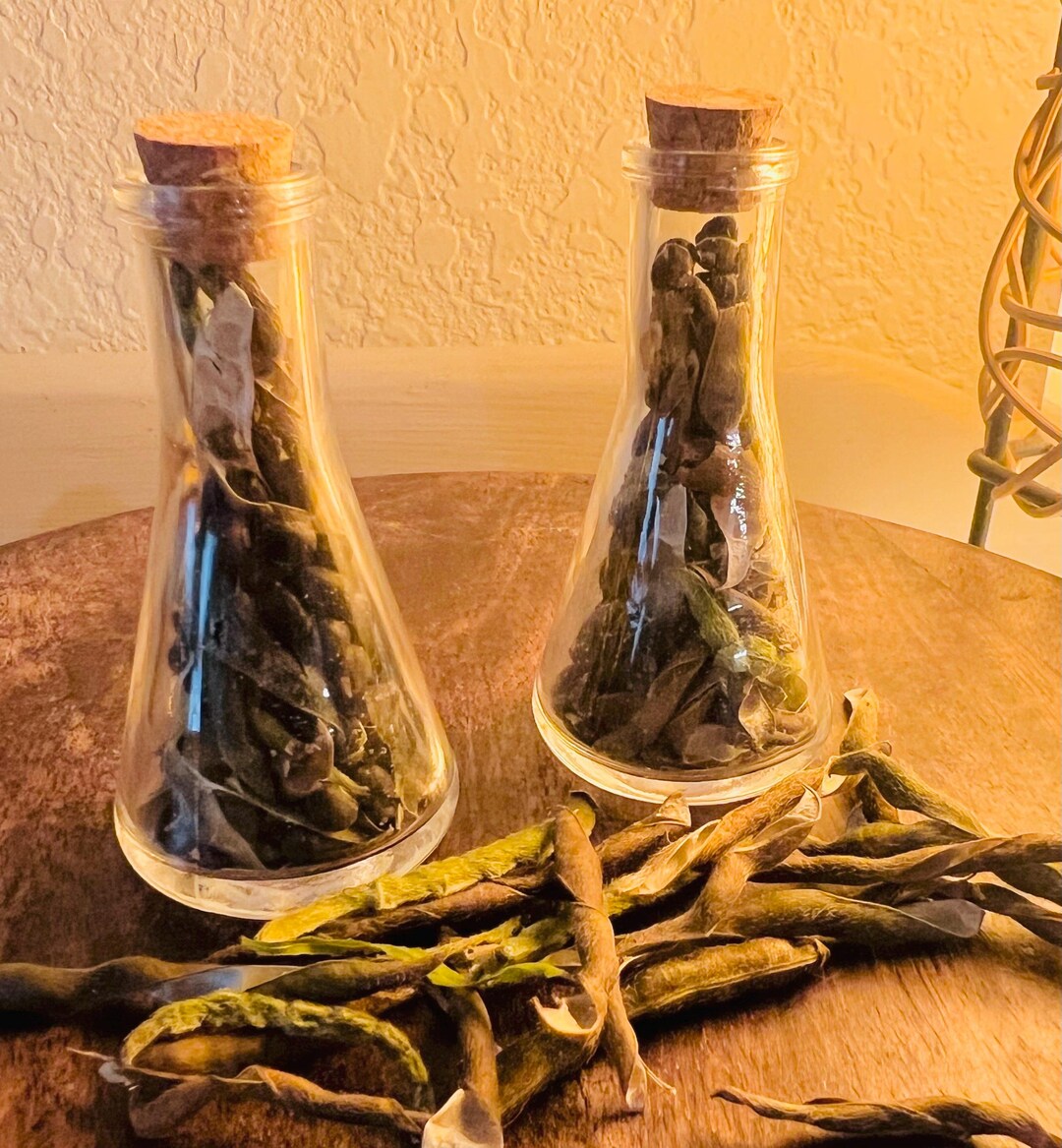 Cowpea Witch Bottle, Foraged Dried Seed Vial for Spellwork, Prosperity ...