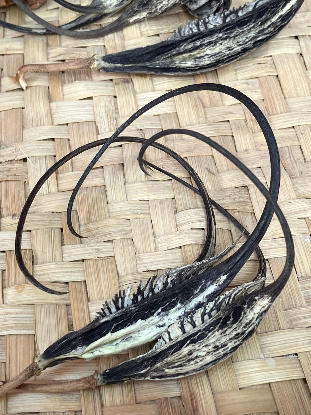 Devil's Claw Seed Pods (proboscidea Parviflora). - Etsy