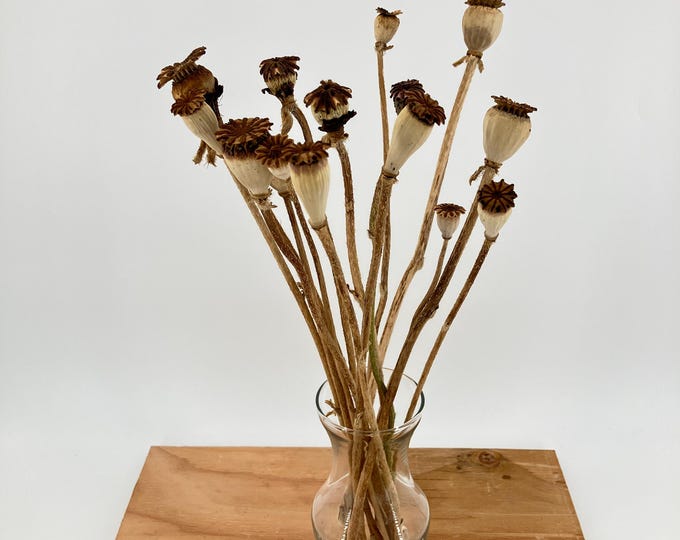 Dried Oriental Poppy Seed Pods - 15 Stems per Bunch - Etsy