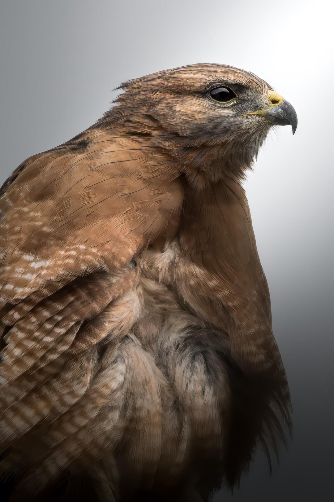 Red Shouldered Hawk Fine Art Print - Etsy