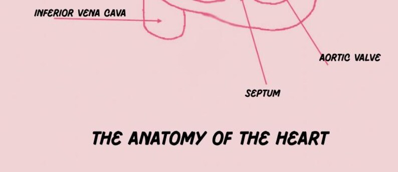 Cardiac Anatomy & Blood Flow Diagram Nursing Printable PDF and PNG - Etsy