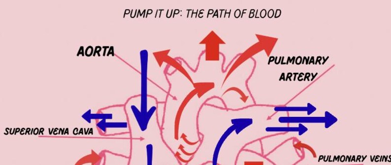 Cardiac Anatomy Diagram for Nursing Students | Color-coded Heart Study ...