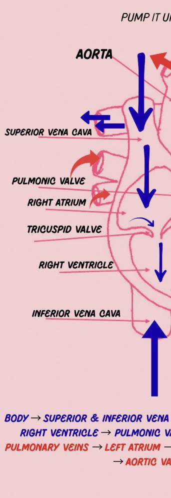 Cardiac Anatomy & Blood Flow Diagram Nursing Printable PDF and PNG - Etsy