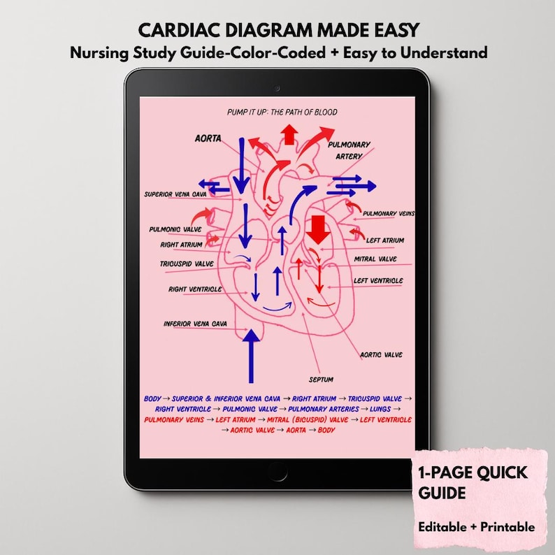 Cardiac Anatomy Diagram for Nursing Students | Color-coded Heart Study ...
