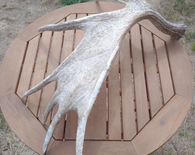 Bull Moose Antler Shed From North Idaho. Paddle and 6 Points. 26 ...