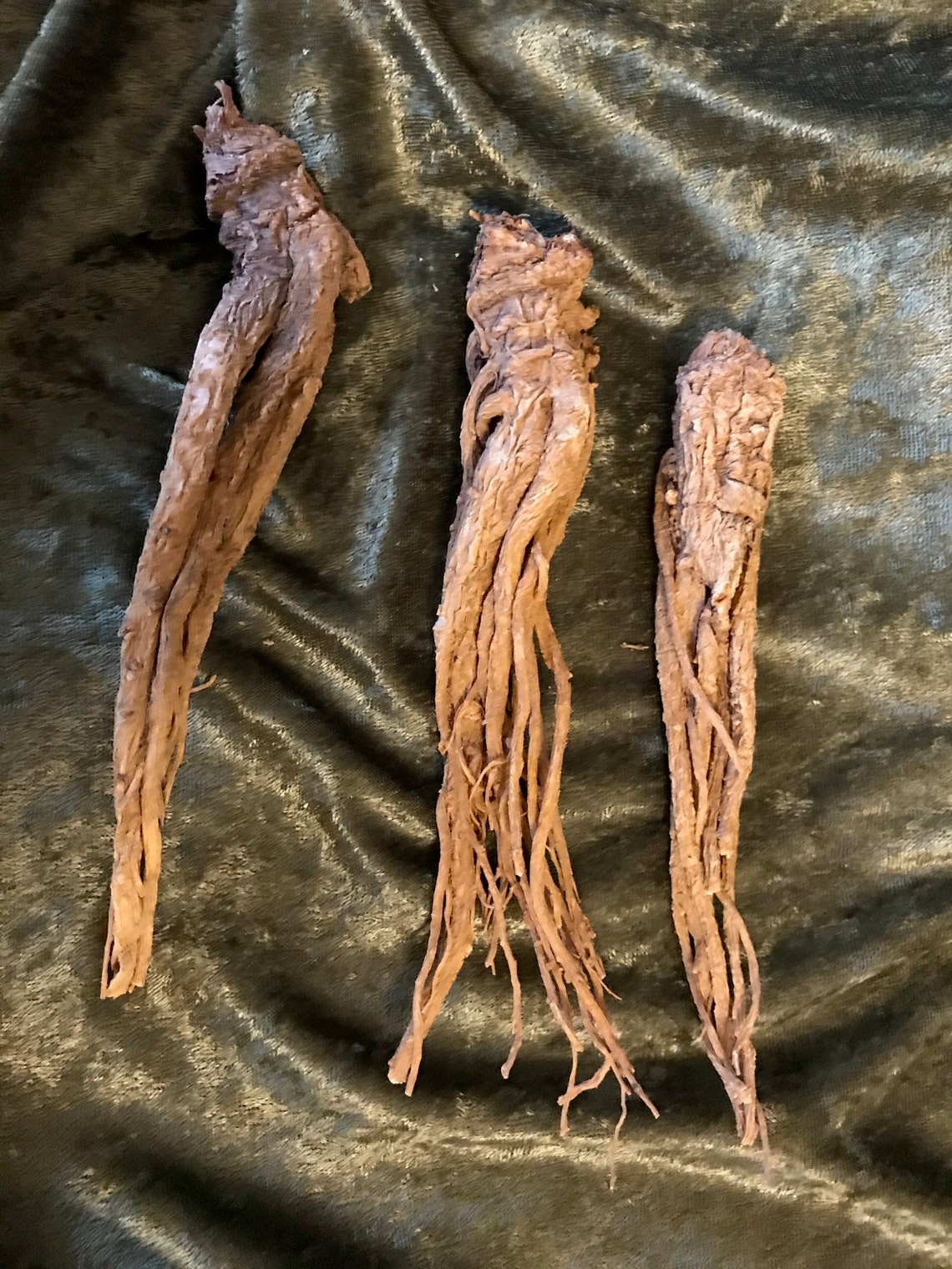 Master Root A Hoodoo Root That is the Master of Them All - Etsy