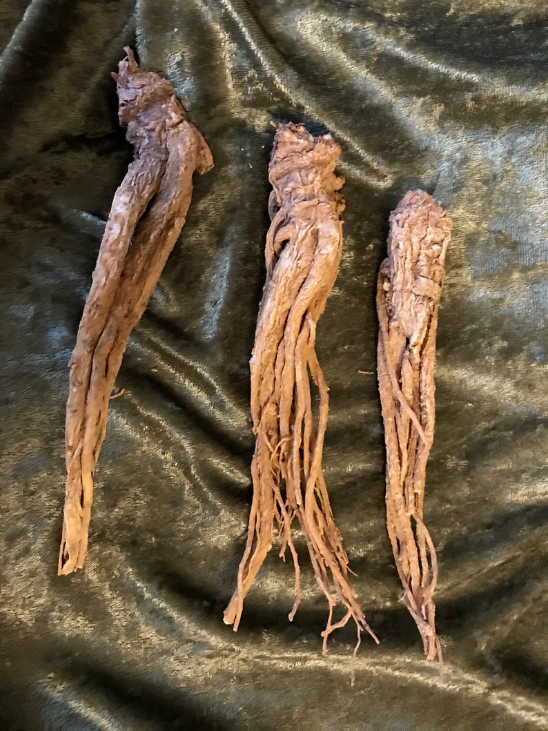 Master Root A Hoodoo Root That is the Master of Them All - Etsy