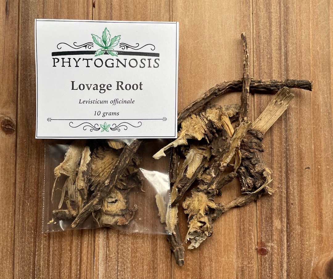 Lovage or Bo' Hog Root - Famous Hoodoo Herb for Love, Romance, and ...