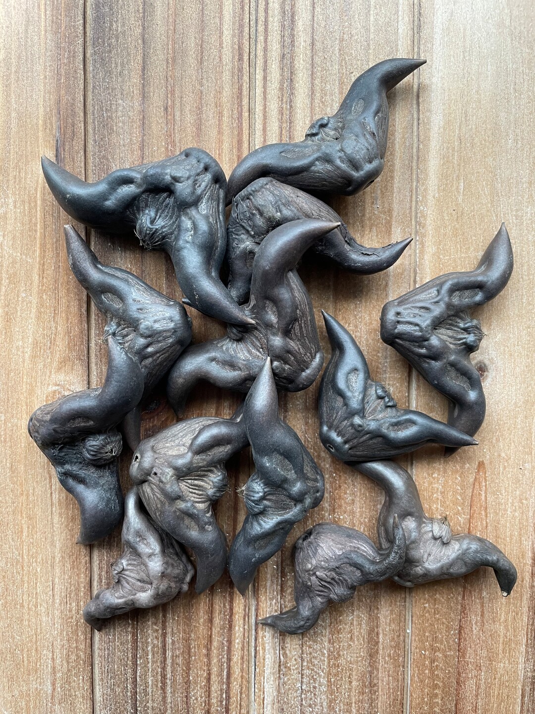 Devil Pod or Bat Nut trapa Bicornis Also Called Goats Head - Etsy Canada