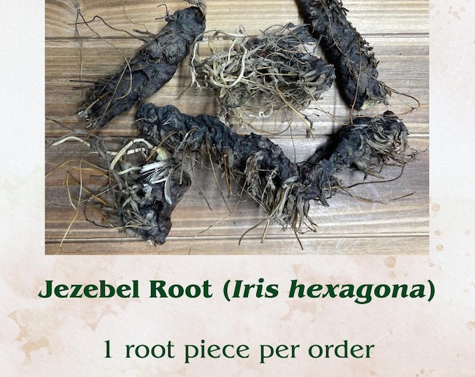 Authentic Jezebel Root - Louisiana Iris for Traditional Spiritual Work ...