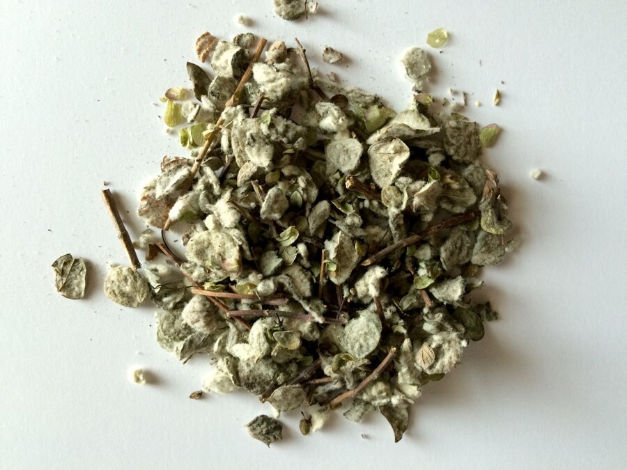 Phytognosis - Etsy