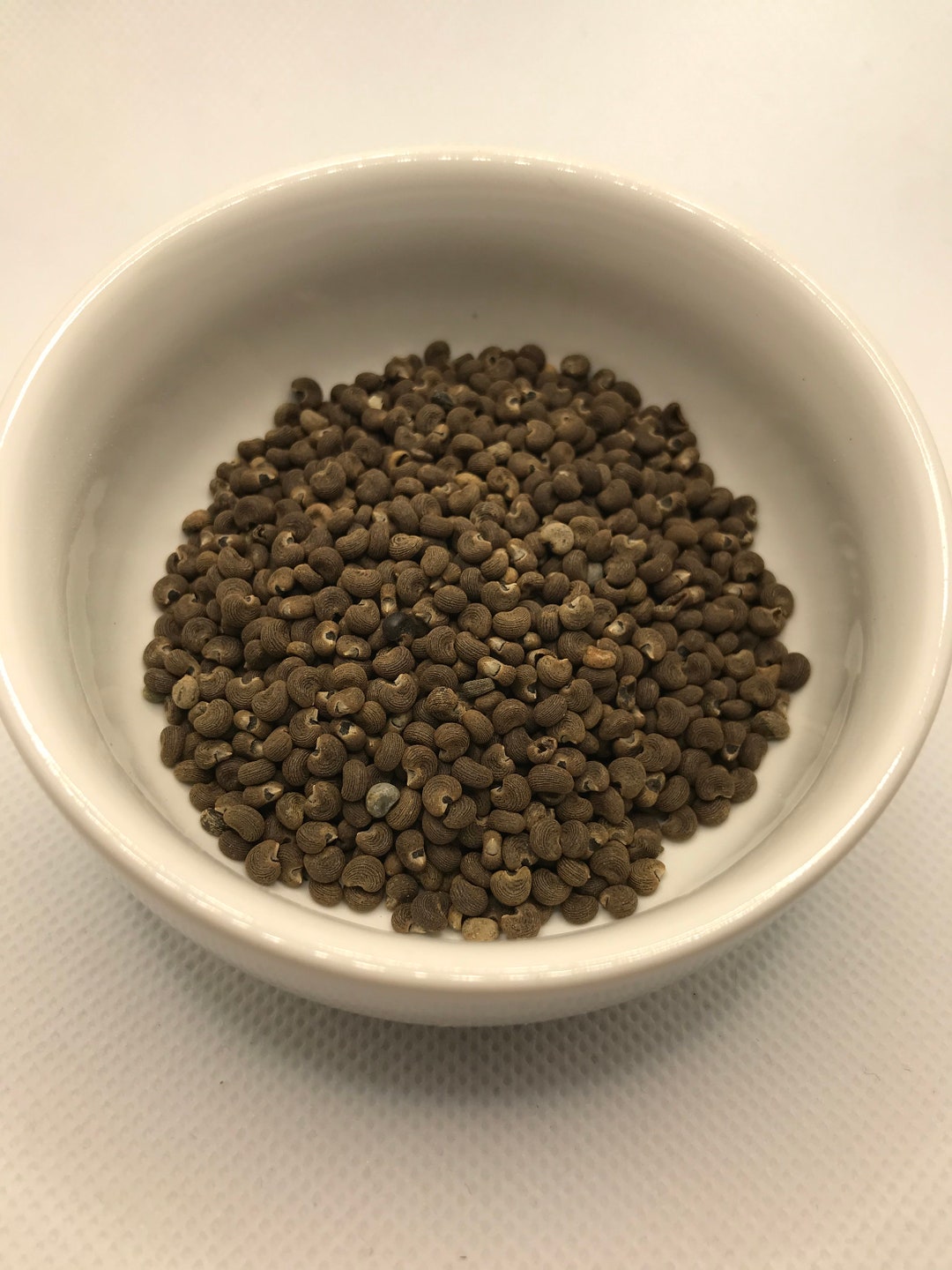 Ambrette Seed (abelmoschus Moschatus) - Vegan Musk, Incense, Magick ...