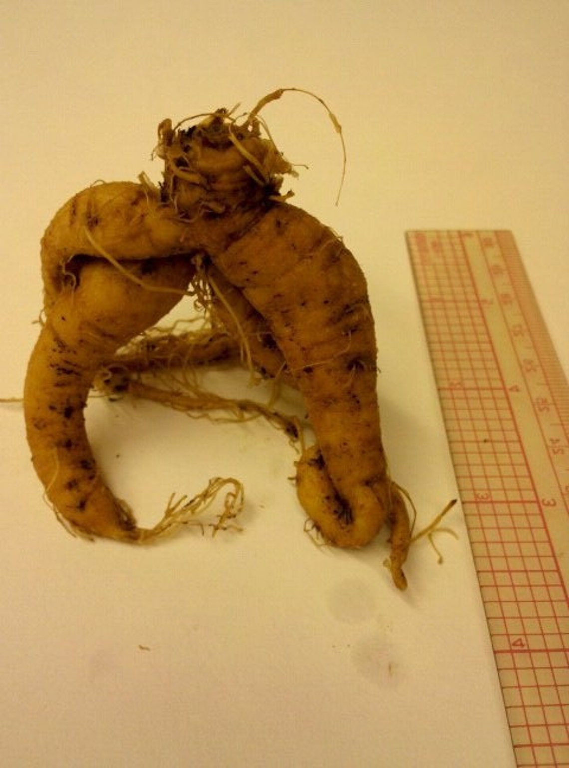 European Black Mandrake Root Mandragora autumnalis Whole | Etsy