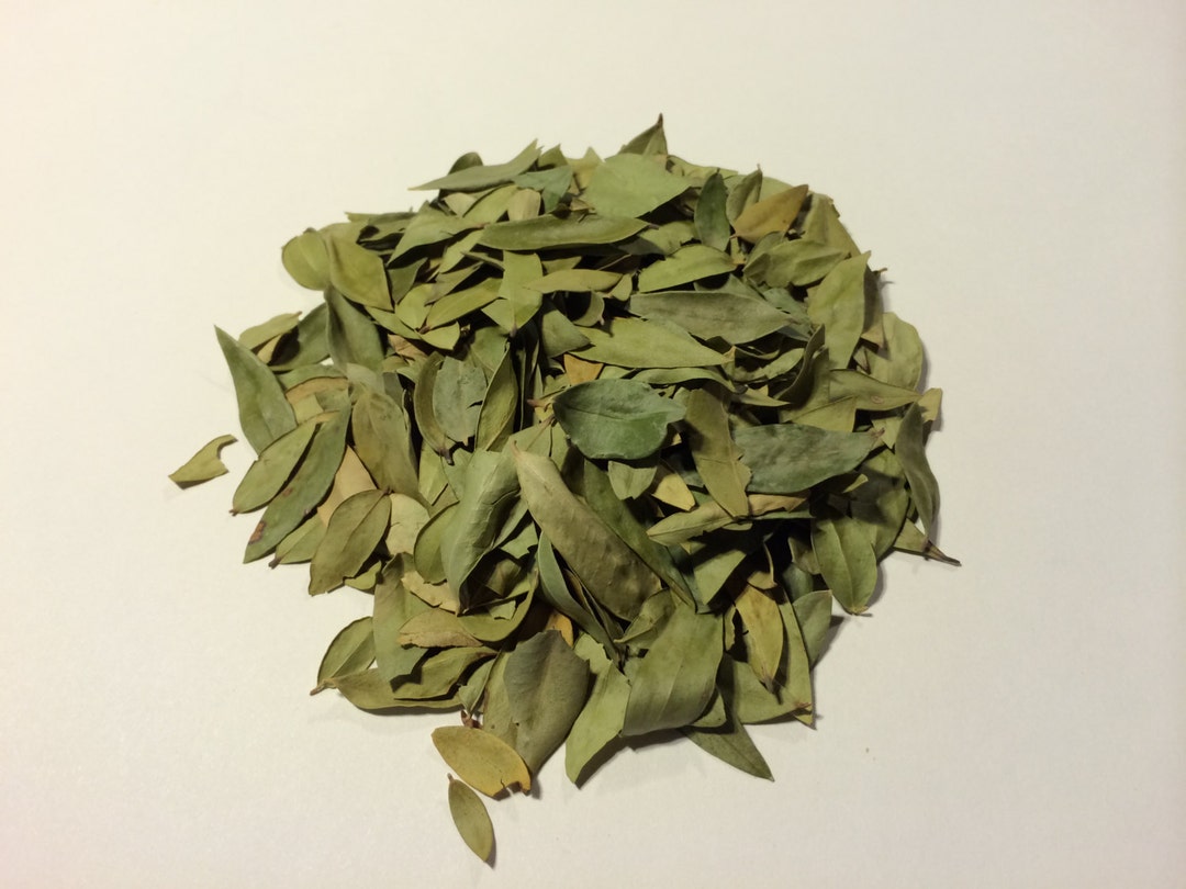 Myrtle Leaf (myrtus Communis) - Etsy