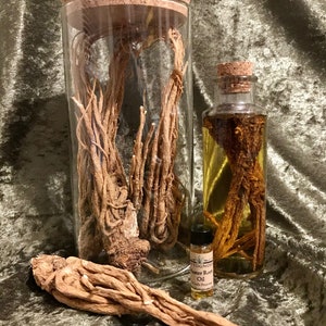 Master Root - A Hoodoo Root That is the Master of Them All (this is NOT ...