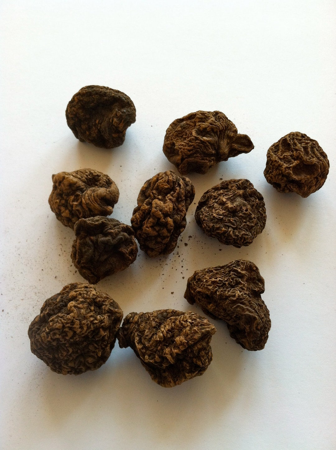 High John Root - Etsy