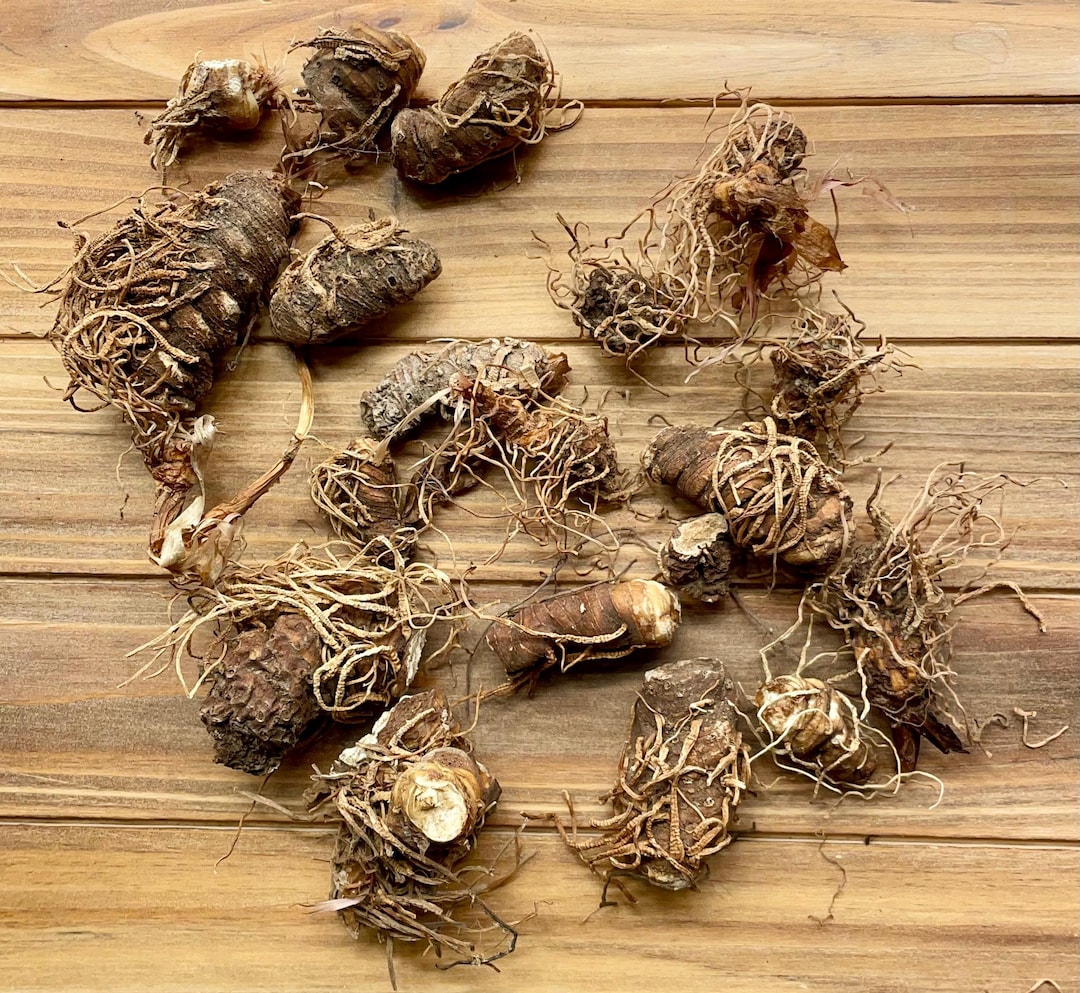 Beth Root - Southern John Root - Dixie John Root - for Hoodoo Folk ...