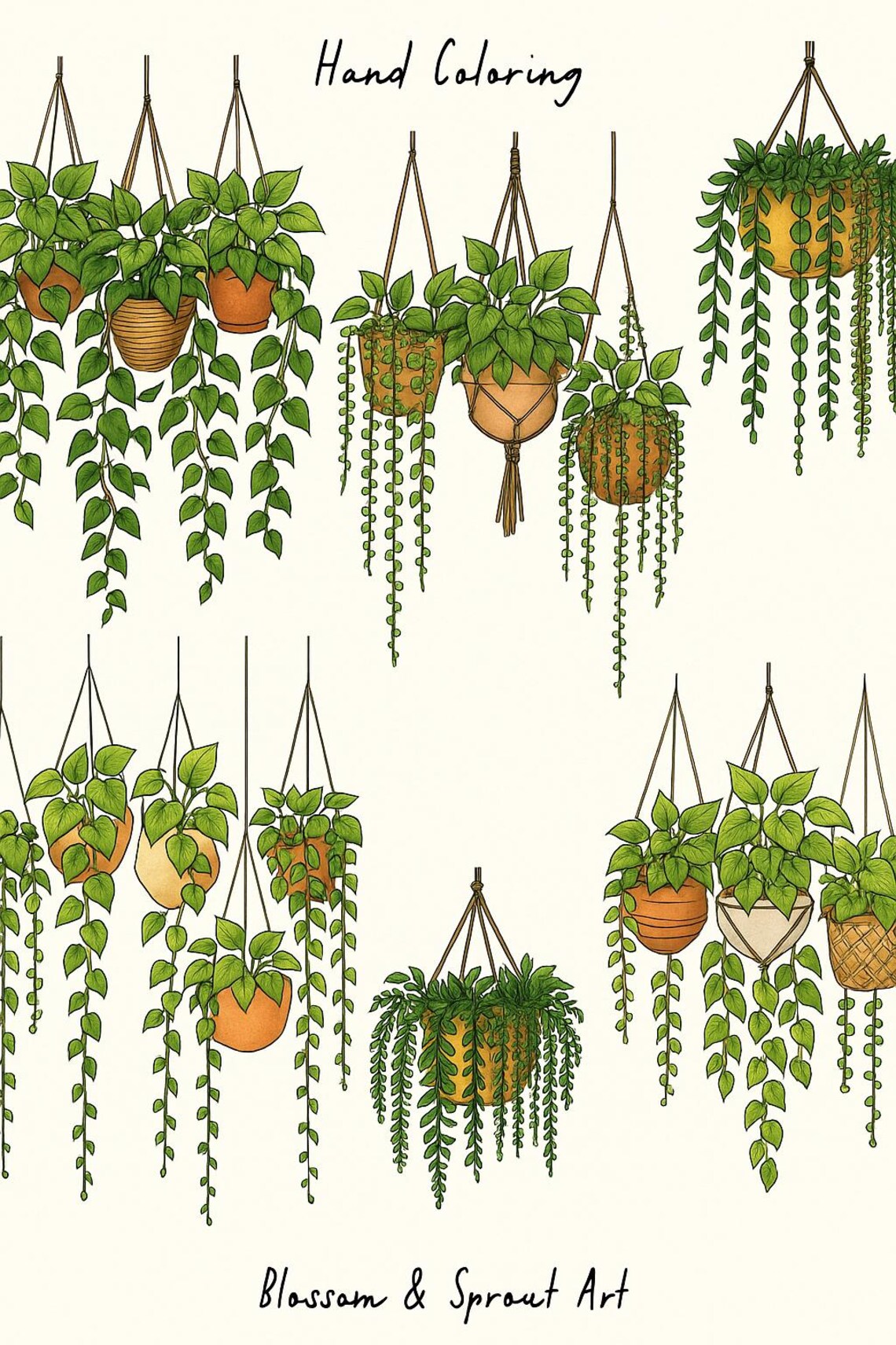 Printable Plant Coloring Page – String of Pearls & Pothos – Hanging ...