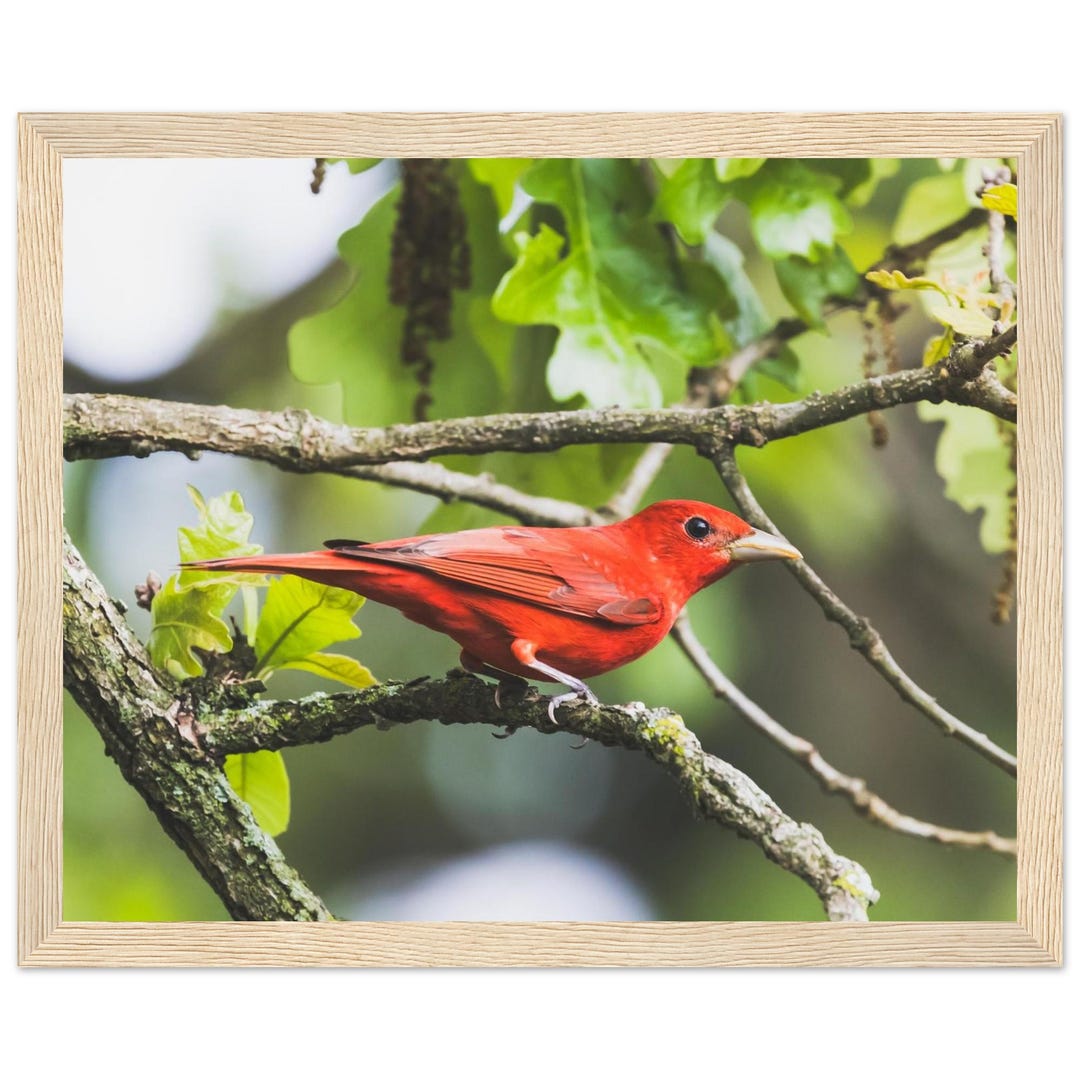 Summer Tanager | Classic Matte Paper Wooden Framed Poster - Etsy