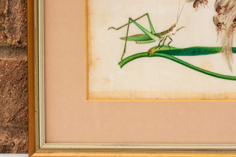 Chinese Watercolor Painting Pith Paper Insects Framed Gilt Glassed Qing ...