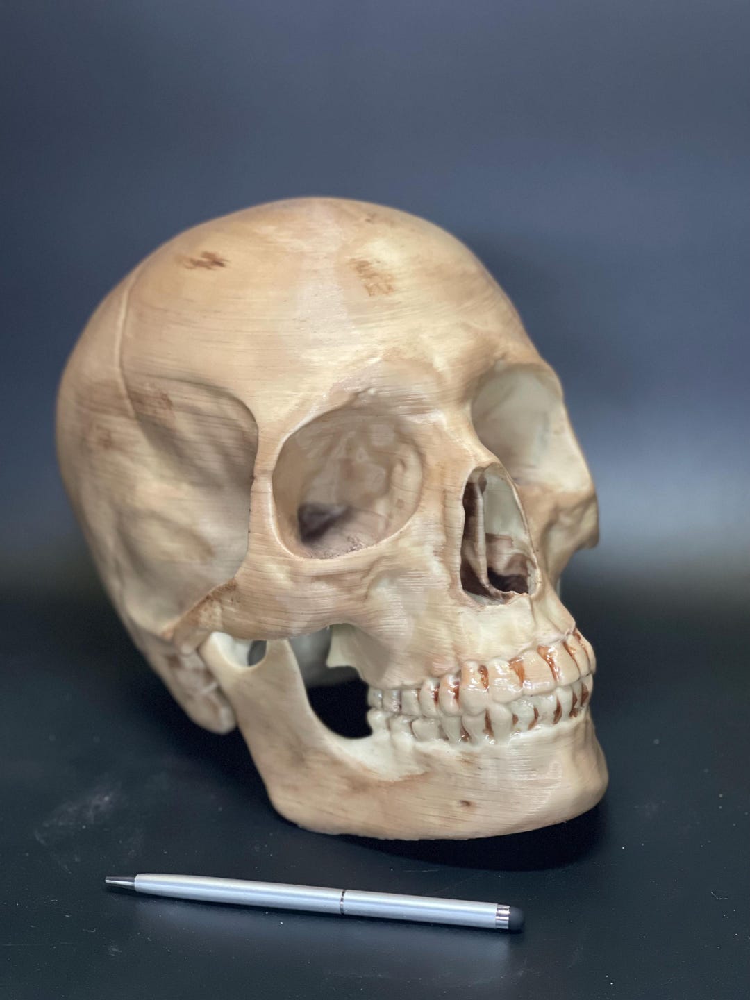 Male Human Skull Replica - 3D Printed, Life Size, Hand-distressed ...