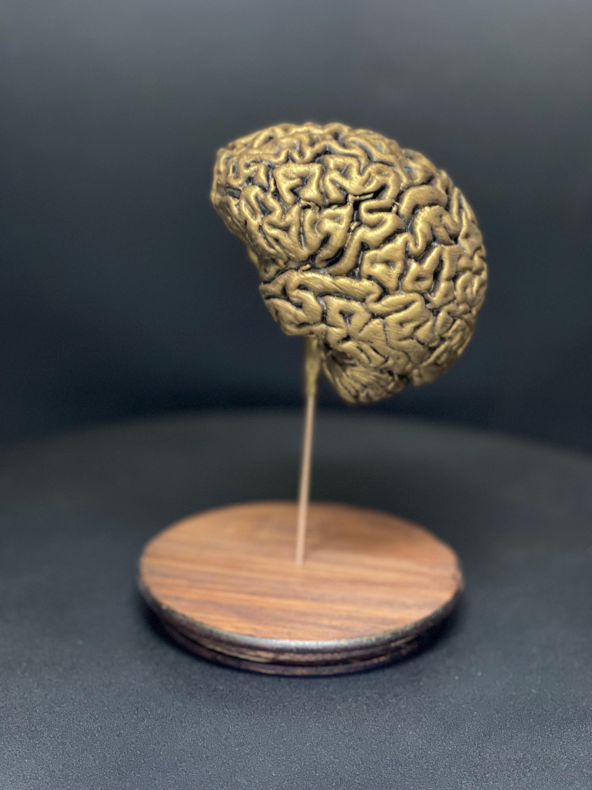 Human Brain Sculpture – Anatomical Model 1:2 Scale – Bronze Style ...