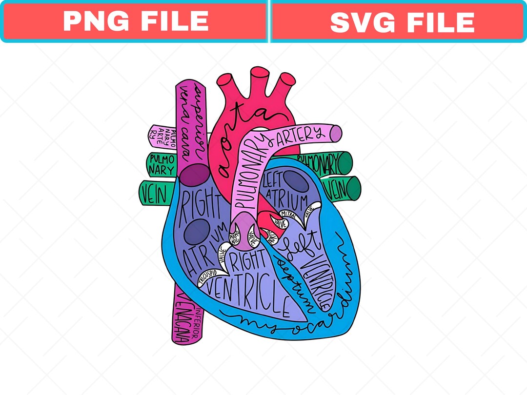 Heart Anatomy SVG PNG: Nurse Cardiologist Design (digital Download) - Etsy