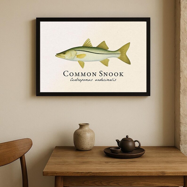 Common Snook Framed Print – Vintage Scientific Illustration of ...