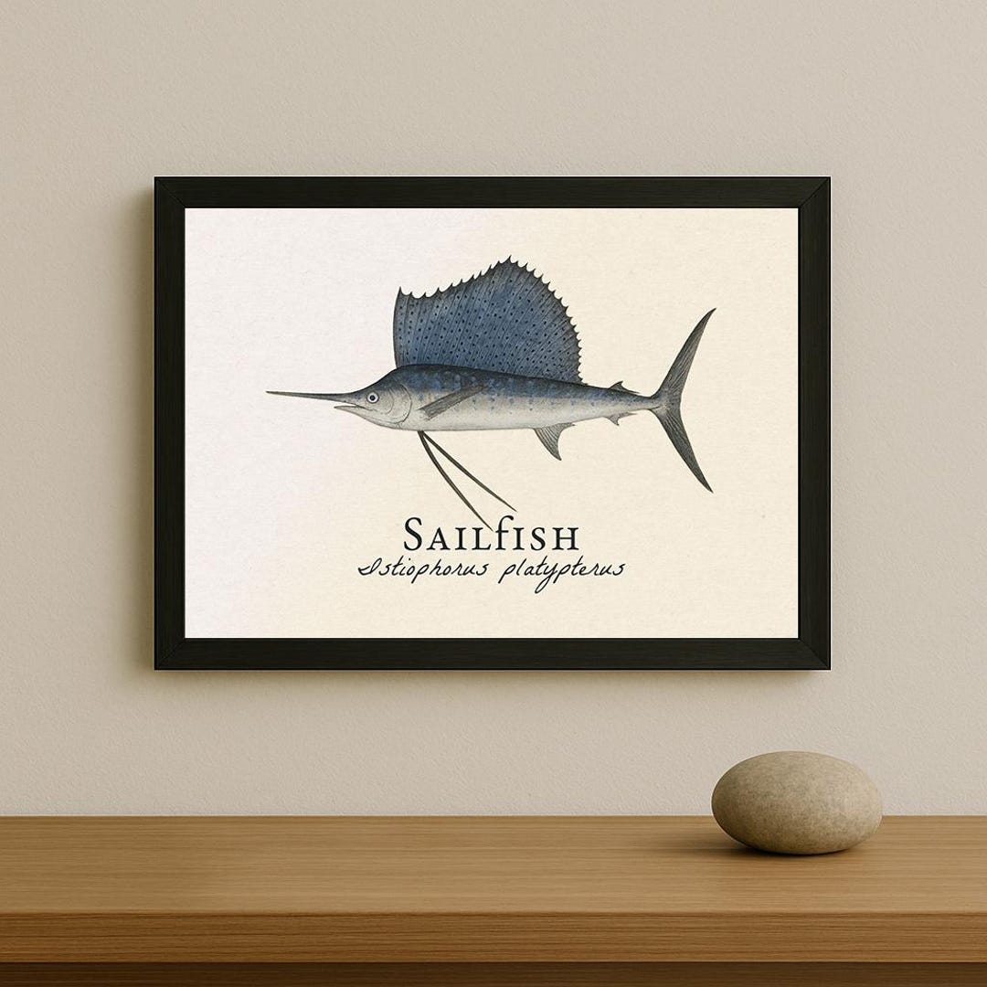 Sailfish Framed Print – Vintage Scientific Illustration of Istiophorus ...