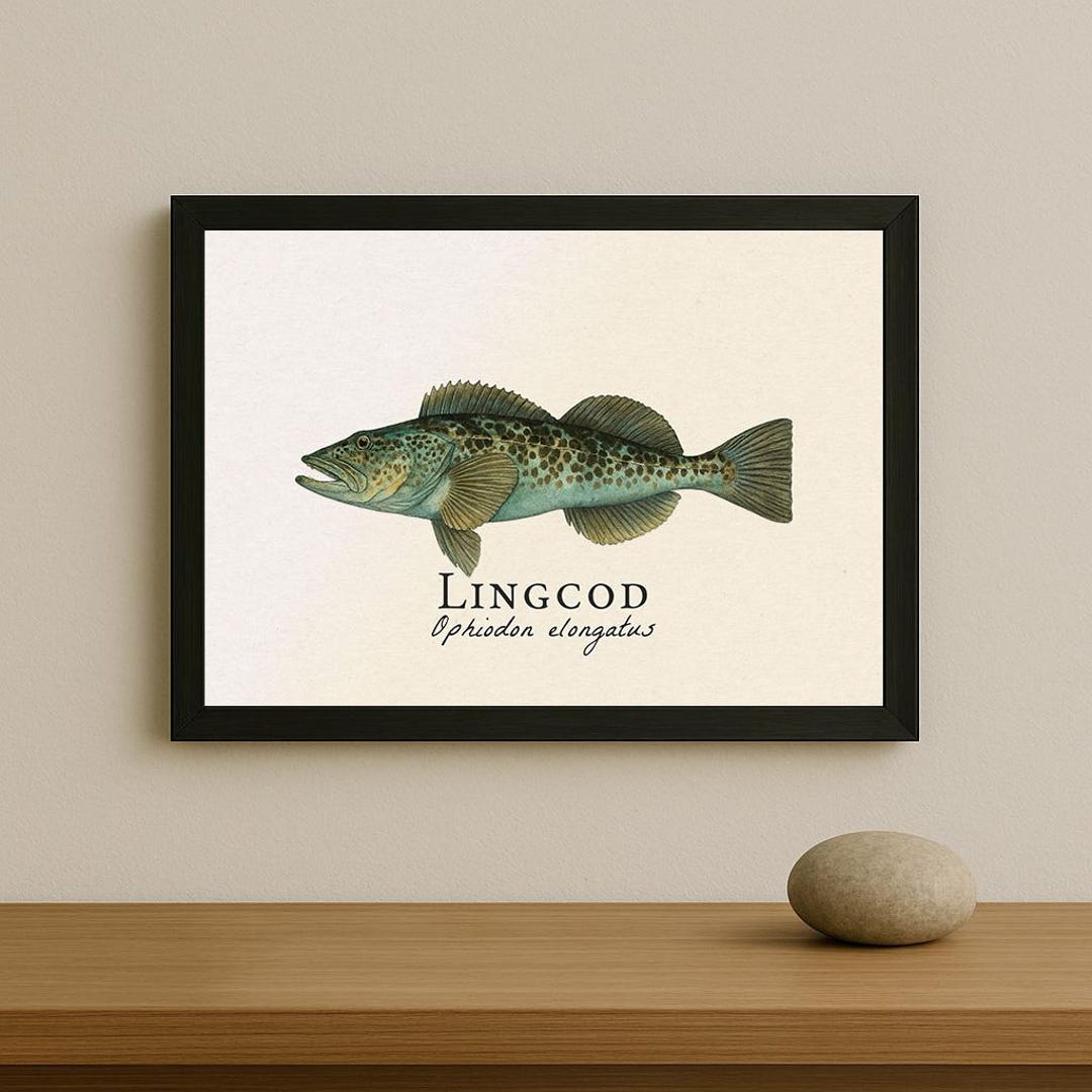 Lingcod Framed Print – Vintage Scientific Illustration of Ophiodon ...