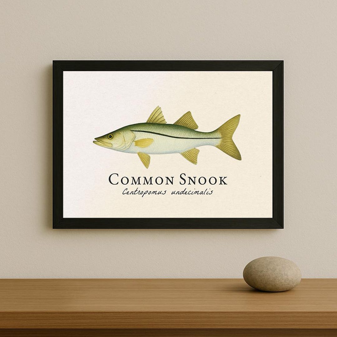 Common Snook Framed Print – Vintage Scientific Illustration of ...