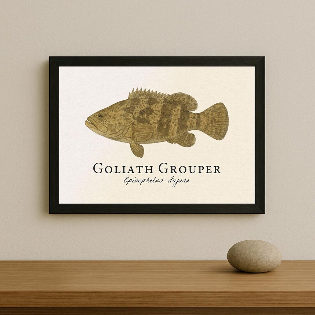 Goliath Grouper Framed Print – Vintage Scientific Illustration of ...