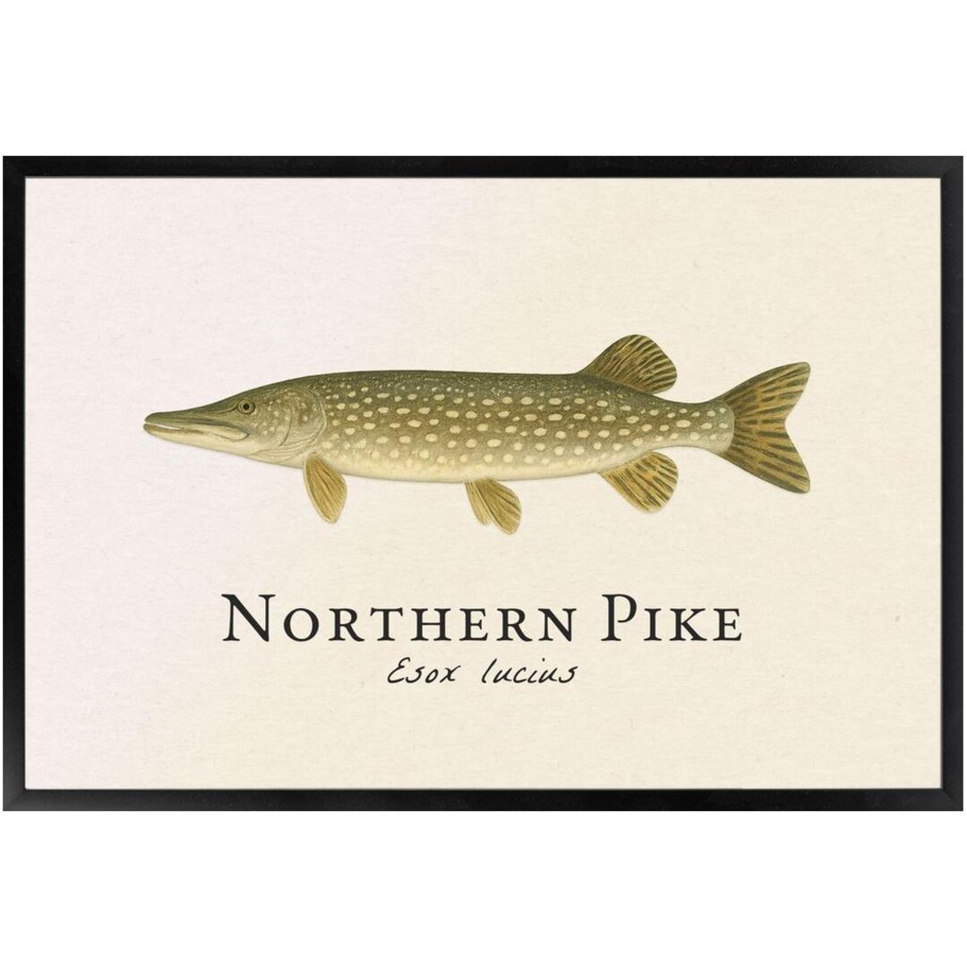 Northern Pike Print – Scientific Fish Print of Esox Lucius – Gyotaku ...