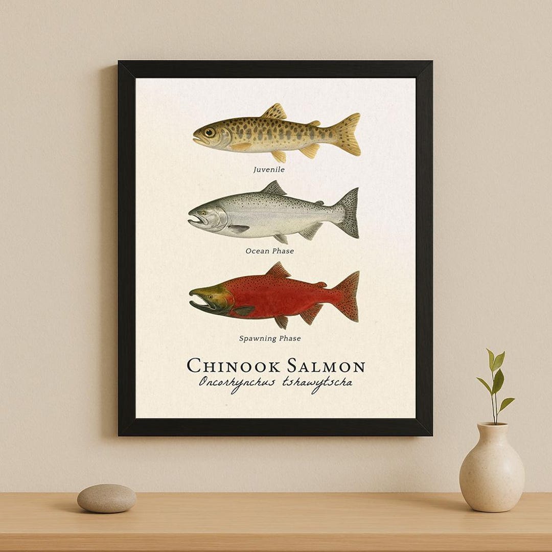 Chinook Salmon Life Cycle Framed Print – Vintage Scientific ...