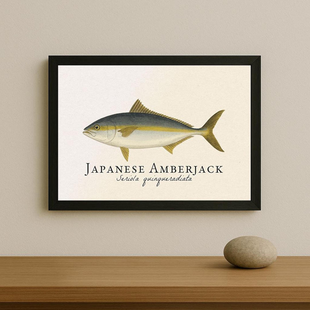 Japanese Amberjack Framed Print – Vintage Scientific Illustration of ...