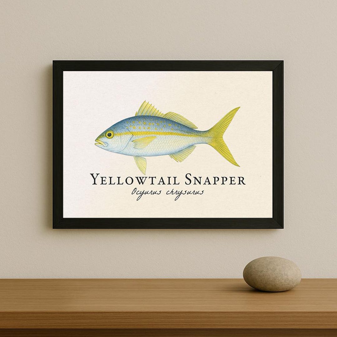 Yellowtail Snapper Framed Print – Scientific Fish Illustration of ...