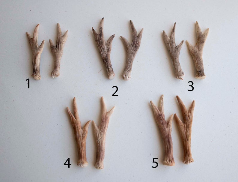 Miniature Deer Antlers, Set Miniature Horns for Dollhouse, Apothecary ...
