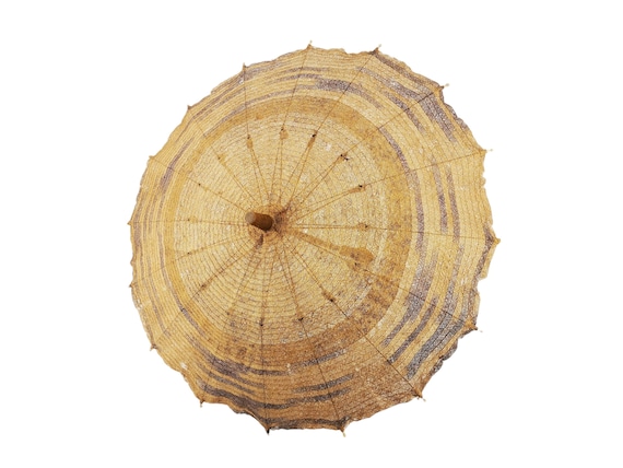Antique Woven Raffia Parasol, Japanese Style Flat Des… - Gem