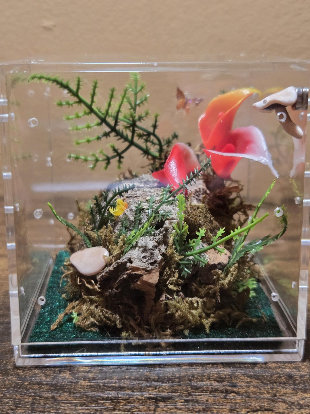 3x3 Bottom Opening Jumping Spider Enclosure - Etsy